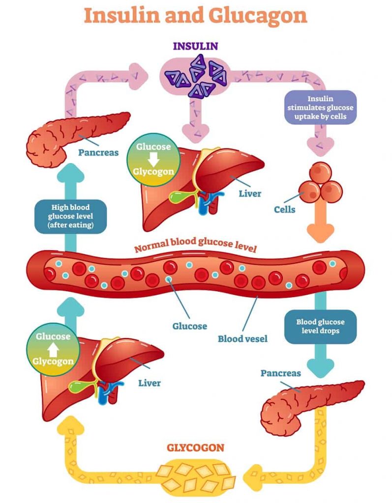 Do People With Diabetes Crave Sugar Blood Glucose Explained Birthing 